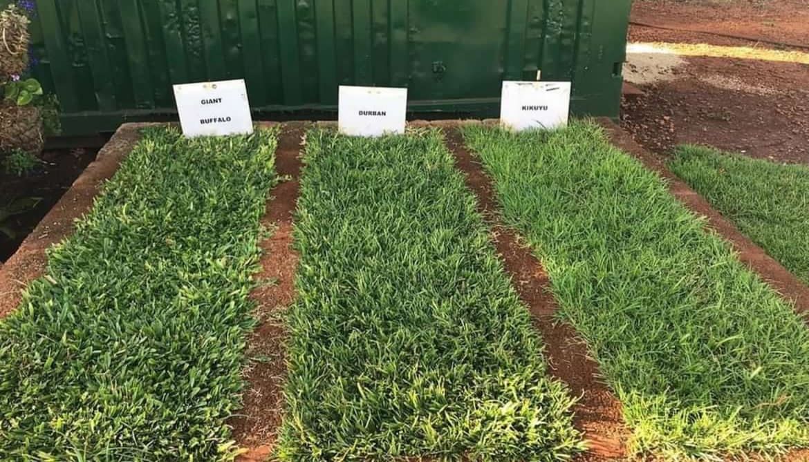 Home [harareinstantlawn.co.zw]