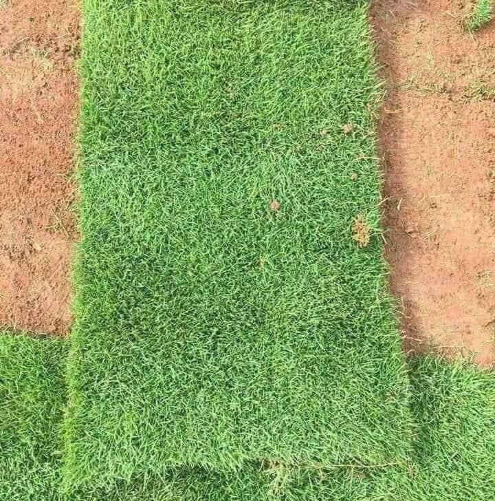 Home [harareinstantlawn.co.zw]